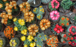 HTA hosts CITES webinar with APHA, Border Force and Defra - Home ...